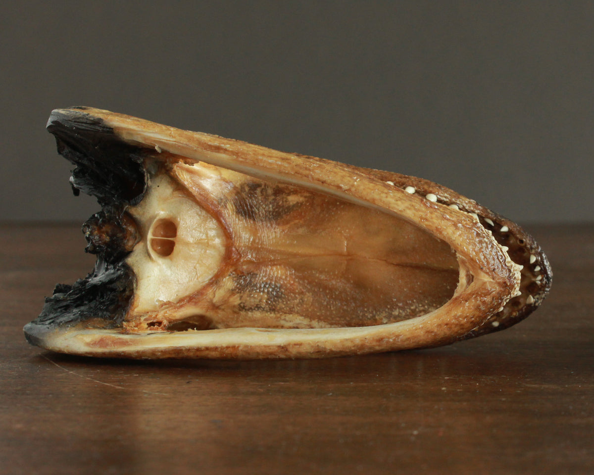 Taxidermy Alligator Head - Small – High Desert
